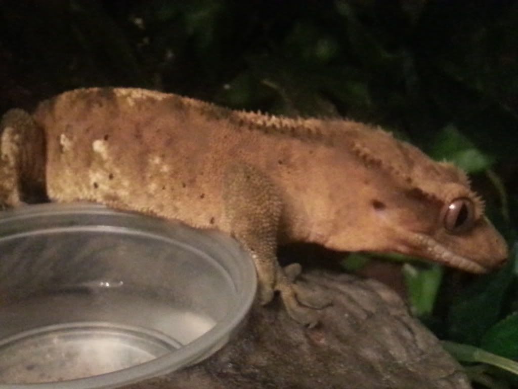 NW England - Orange Tiger Crested Gecko Male | Reptile Forums