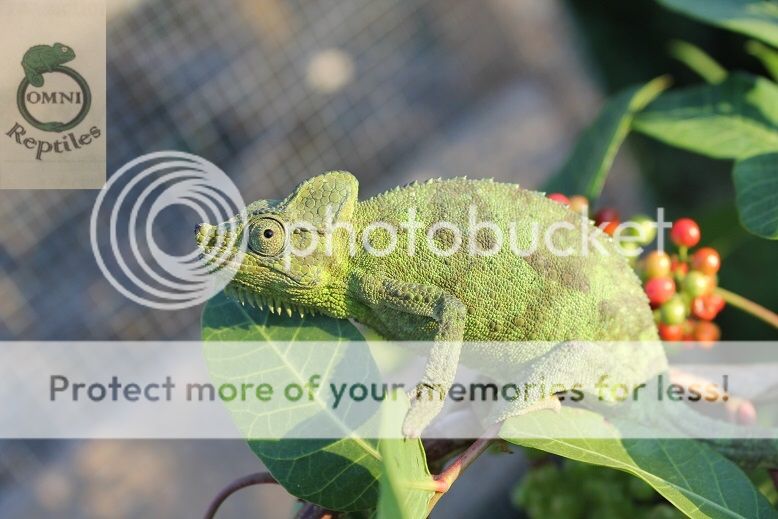 SOLD!! - RARE Uganda Chameleons species available | FaunaClassifieds