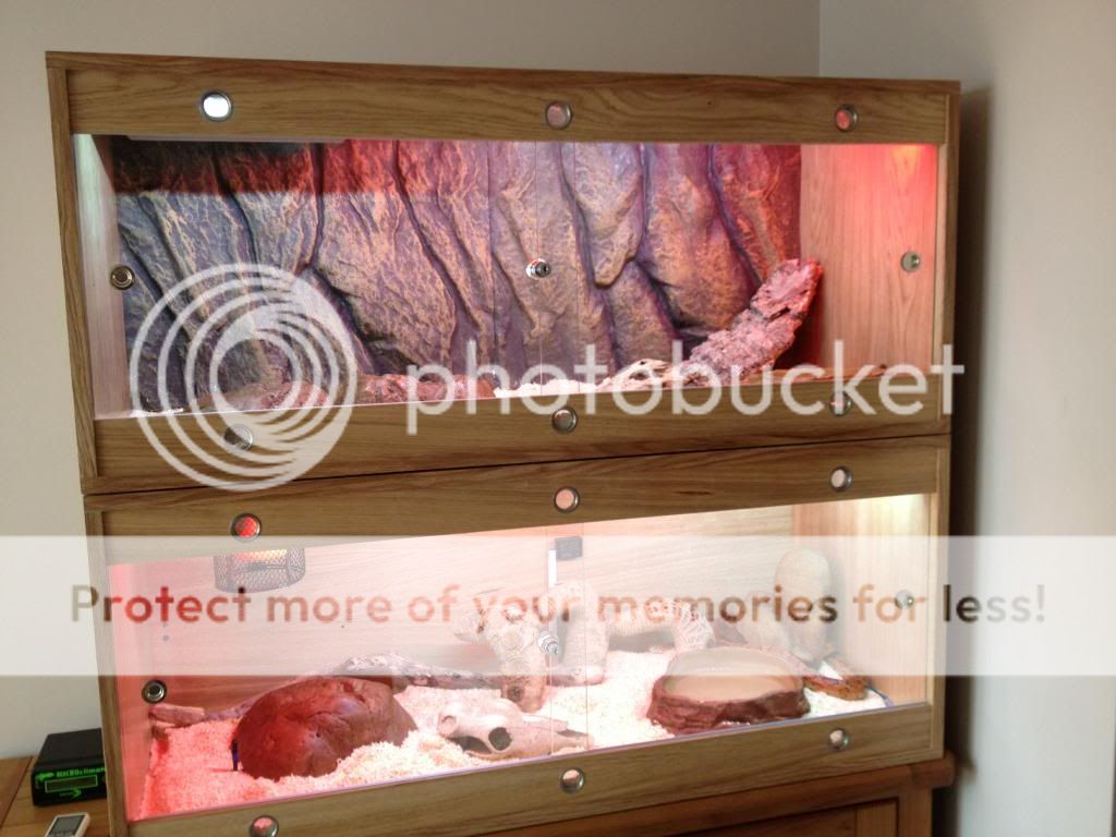 Show Me Your Viv Setups!! | Page 8 | Reptile Forums