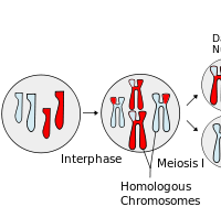 Meiosis Animated Gifs | Photobucket